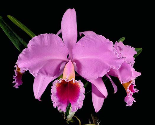 Southern California Orchid Species Society