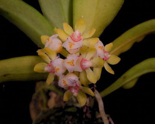 Southern California Orchid Species Society