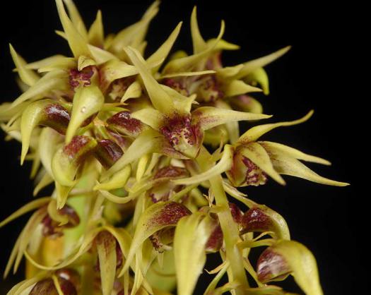 Southern California Orchid Species Society