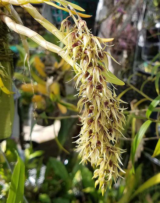 Southern California Orchid Species Society