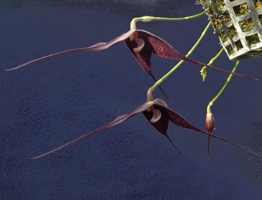 Southern California Orchid Species Society