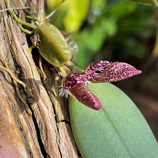 Southern California Orchid Species Society