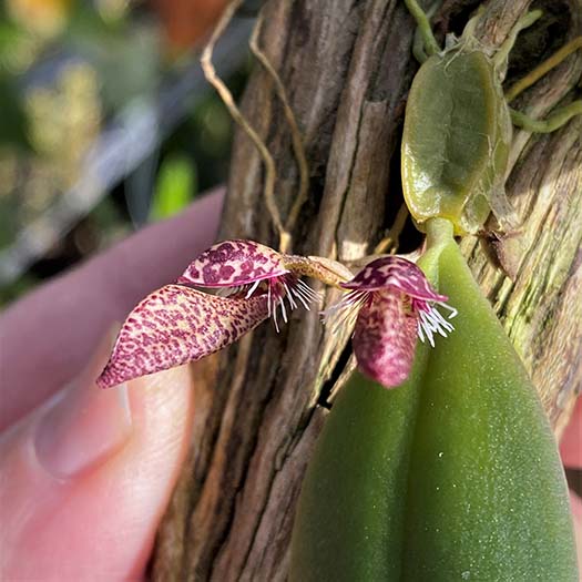 Southern California Orchid Species Society