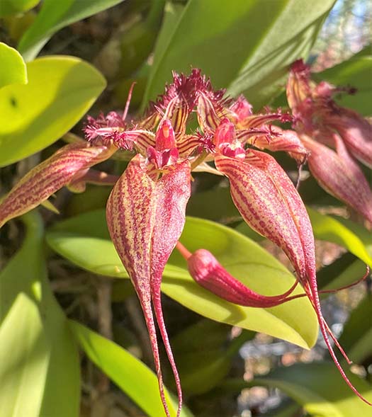 Southern California Orchid Species Society