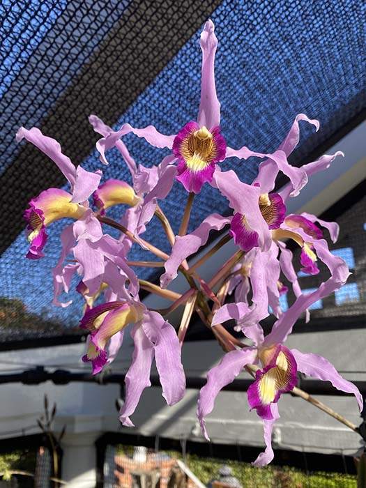 Southern California Orchid Species Society