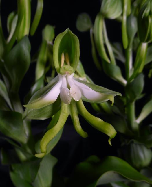 Southern California Orchid Species Society 2-2020