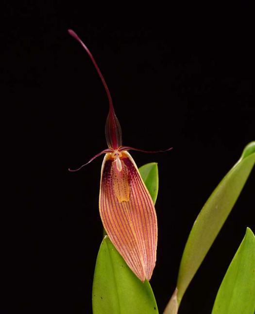 Southern California Orchid Species Society 2-2020