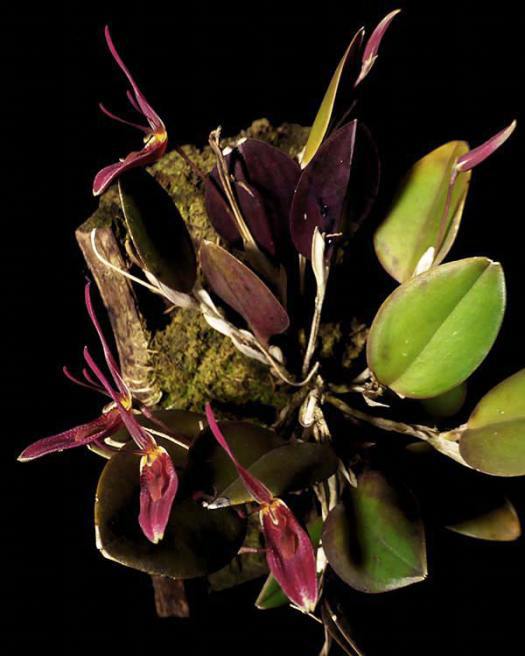 Southern California Orchid Species Society 2-2020