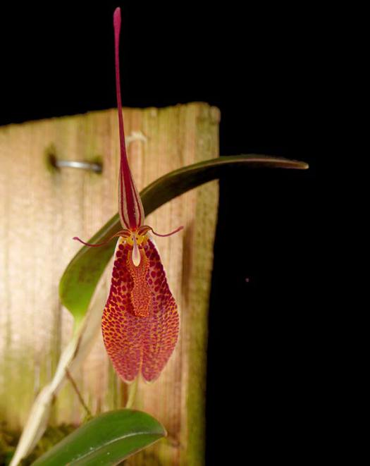 Southern California Orchid Species Society 2-2020