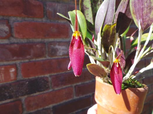 Southern California Orchid Species Society 2-2020