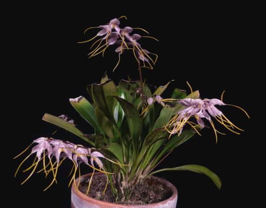 Southern California Orchid Species Society 3-2020