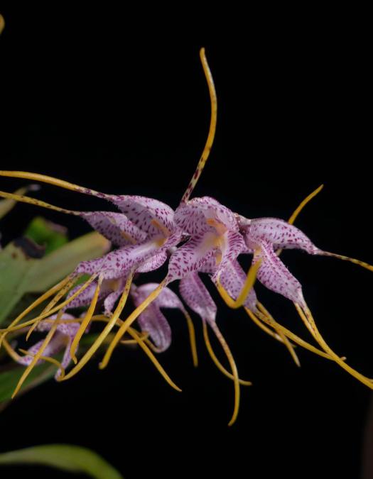 Southern California Orchid Species Society 3-2020