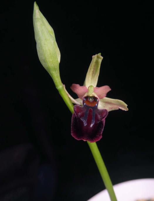 Southern California Orchid Species Society 3-2020