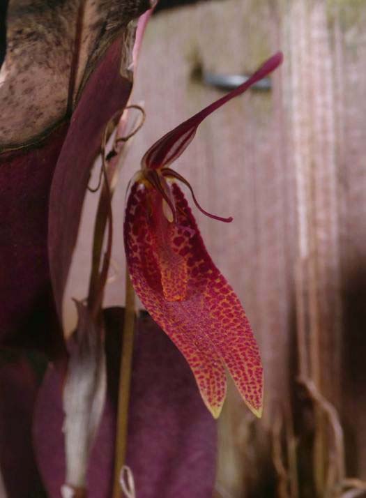 Southern California Orchid Species Society 3-2020