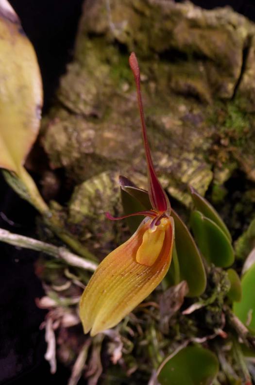 Southern California Orchid Species Society 3-2020