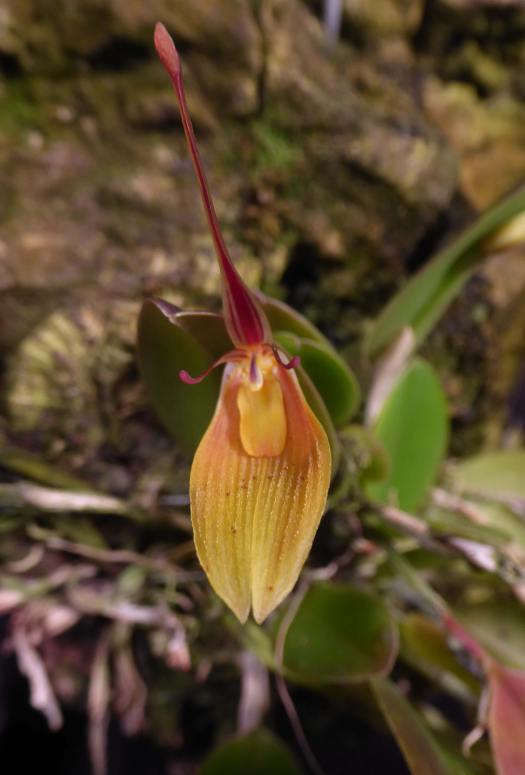 Southern California Orchid Species Society 3-2020