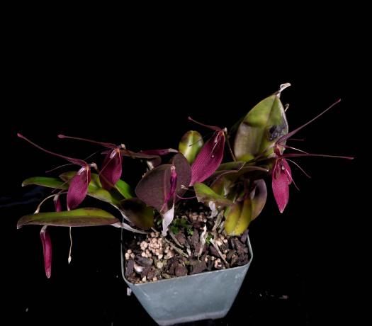 Southern California Orchid Species Society 3-2020