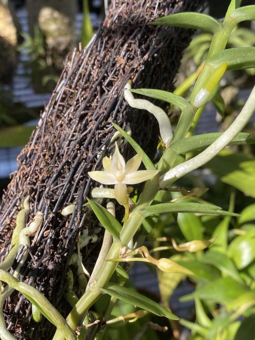 Southern California Orchid Species Society 3-2020