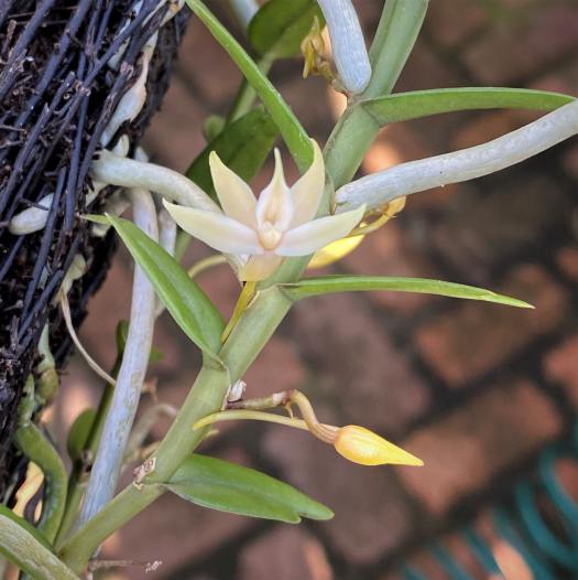 Southern California Orchid Species Society 3-2020