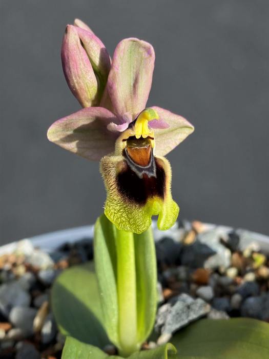Southern California Orchid Species Society 3-2020