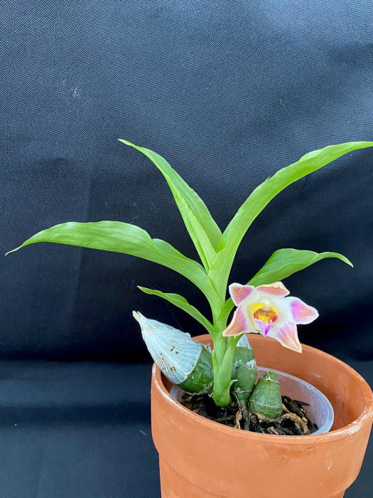 Southern California Orchid Species Society