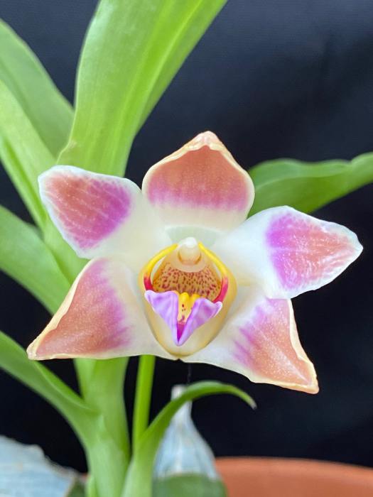 Southern California Orchid Species Society