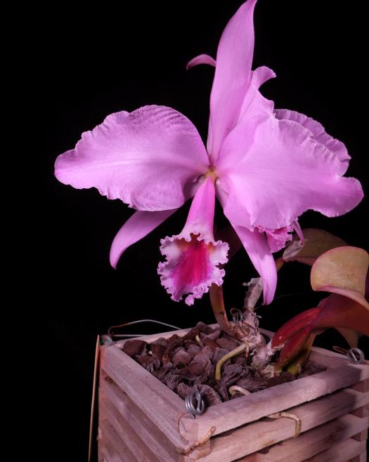 Southern California Orchid Species Society