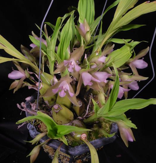 Southern California Orchid Species Society