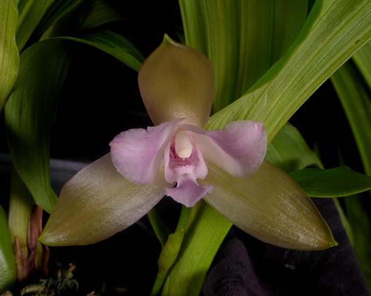 Southern California Orchid Species Society