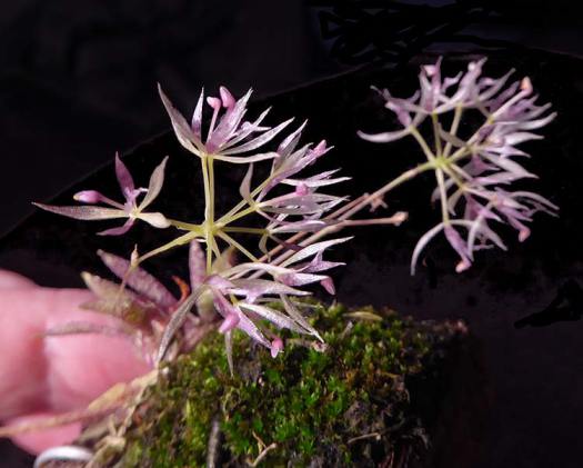 Southern California Orchid Species Society