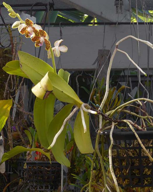 Southern California Orchid Species Society