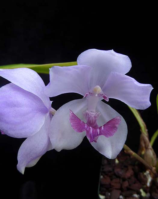 Southern California Orchid Species Society
