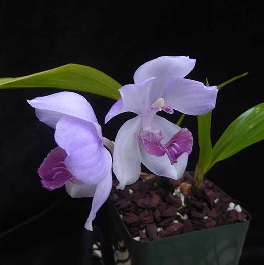 Southern California Orchid Species Society