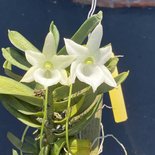 Southern California Orchid Species Society