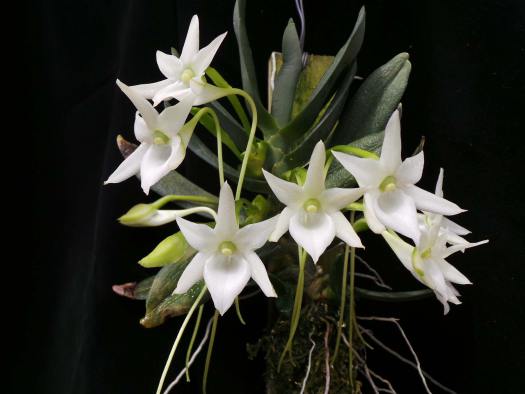 Southern California Orchid Species Society