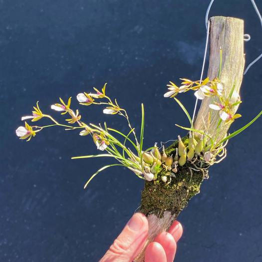 Southern California Orchid Species Society