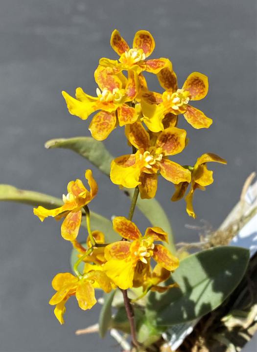 Southern California Orchid Species Society