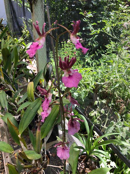 Southern California Orchid Species Society
