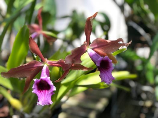 Southern California Orchid Species Society