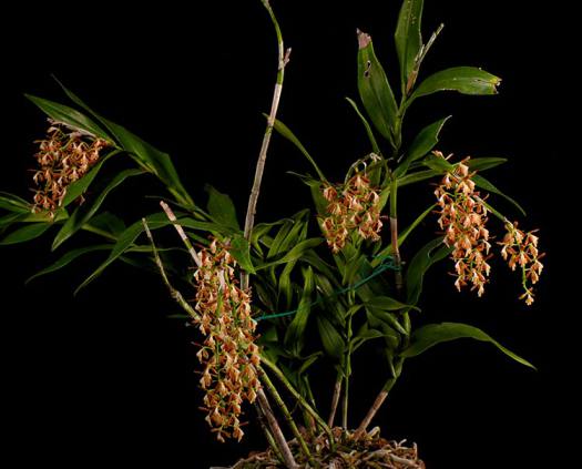 Southern California Orchid Species Society