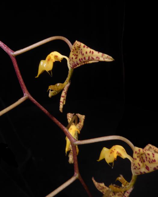 Southern California Orchid Species Society
