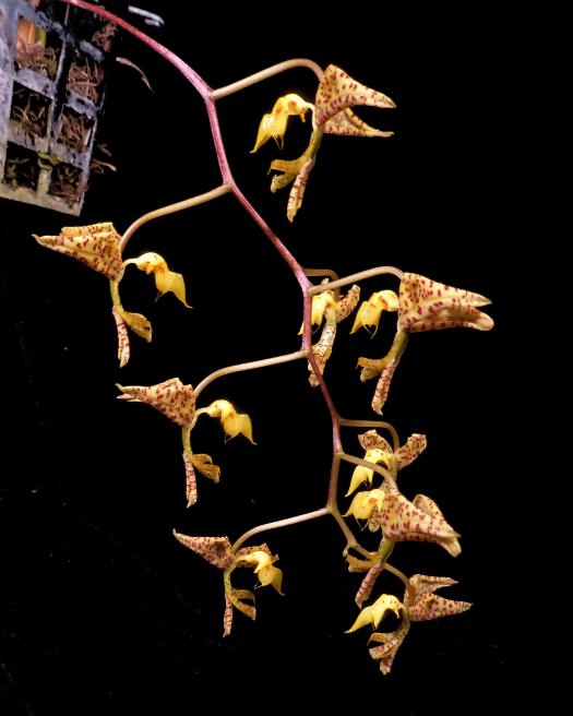 Southern California Orchid Species Society