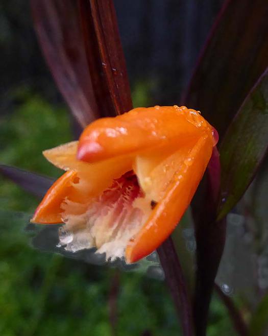 Southern California Orchid Species Society