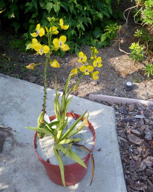 Southern California Orchid Species Society