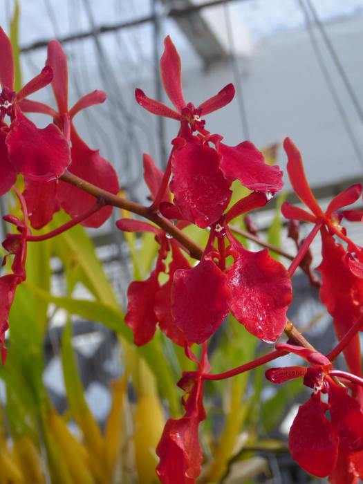 Southern California Orchid Species Society