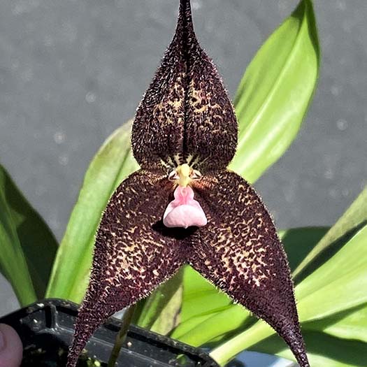 Southern California Orchid Species Society