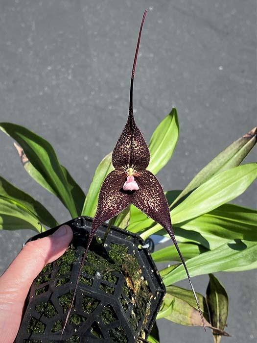 Southern California Orchid Species Society