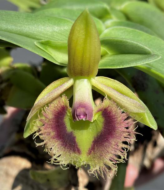 Southern California Orchid Species Society 10-2020