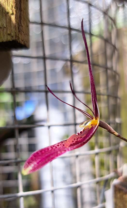 Southern California Orchid Species Society 11-2022