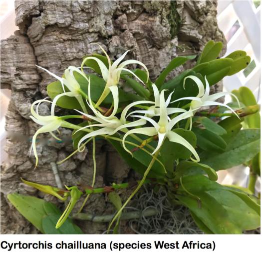 Southern California Orchid Species Society